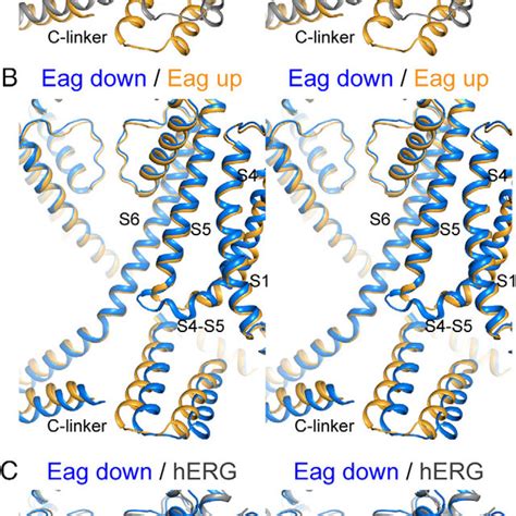 Coupling Of Voltage Sensor Movements In Eagherg To Pore Gating A