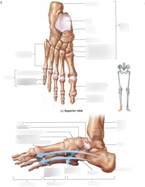 Tarsals And Stuff Diagram Quizlet