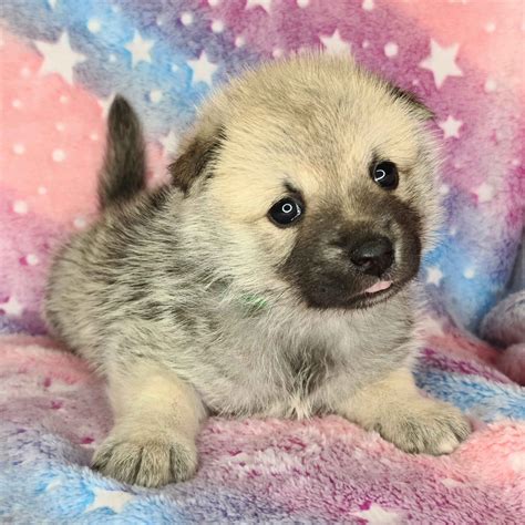 Blackrose Norwegian Buhunds Norwegian Buhund Puppies For Sale In