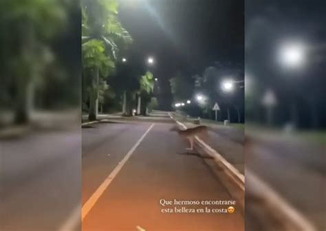 Plástico El Peor Residuo Y Sus Consecuencias En Los Océanos Del Mundo