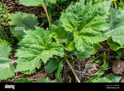 Heracleum Cow Parsnip Parsnip Green Large Leaves Of A Fast Growing