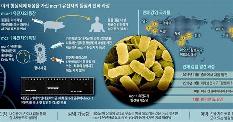 최강 항생제 안듣는 수퍼 박테리아 한국도 3명 감염 조선일보