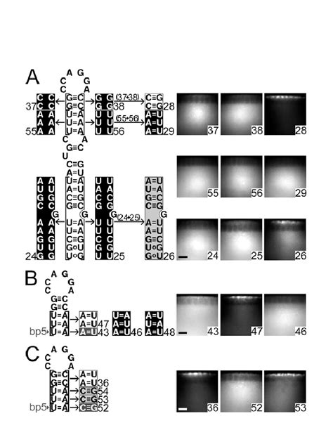 Importance Of Sequence And Base Pairing At Conserved Base Pair Download Scientific Diagram