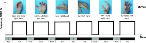 Brain Mapping Paradigm Protocol Of Stimuli Presentation Download