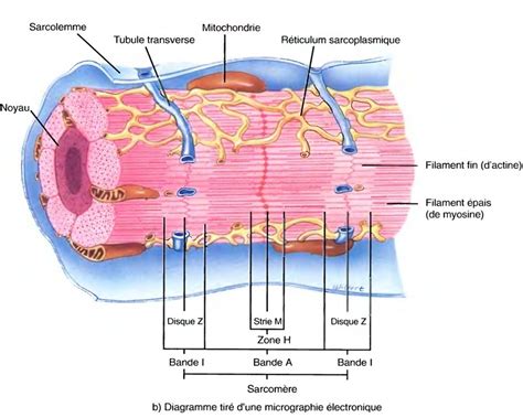 2 Physiologie Et Physiopathologie De La Contraction Musculaire