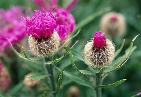 Centaurea