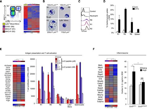 Embryonic And Adult Derived Resident Cardiac Macrophages Are Maintained