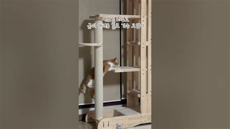굳이 힘든 길로 올라가는 고양이 Cat Catvideos 고양이 캣타워 Youtube