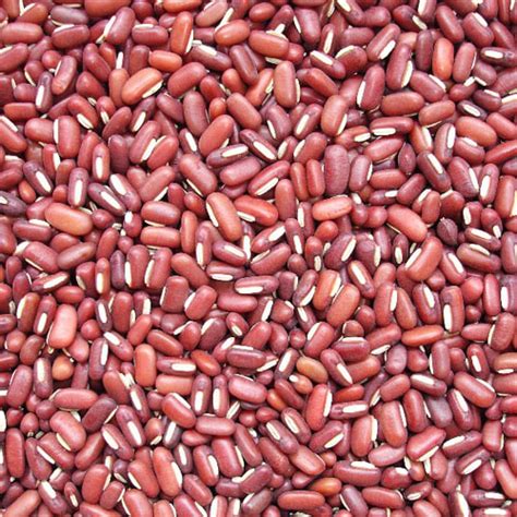 Bamboo Bean International Wholesale Distributor Tsh