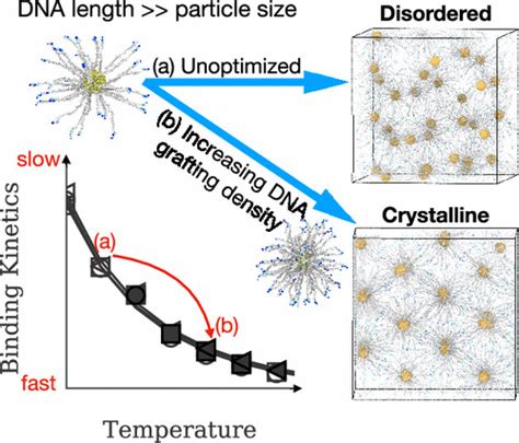 结合动力学指导dna功能化纳米粒子的自组装。the Journal Of Physical Chemistry B X Mol