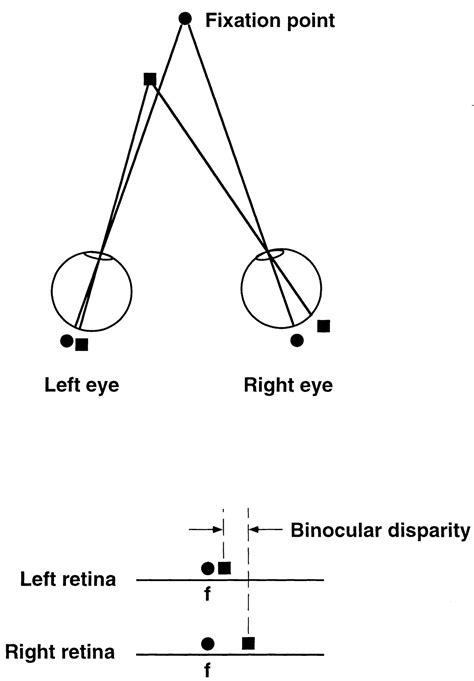 Depth Perception From Binocular Disparity At Calvin Hartnett Blog