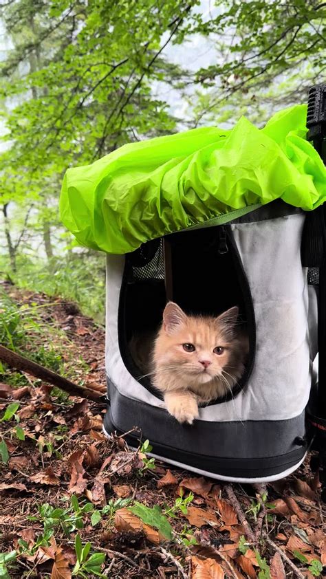 Videos De Petermai Petermai Con “roslyn Bon Iver And St Vincent