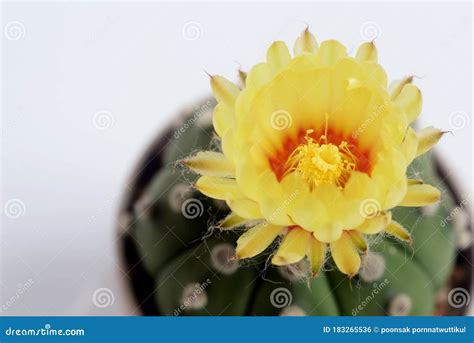 Astrophythum Asterias Nudum Lub Piaszczysty Kaktus Morchin Cactus Zdjęcie Stock Obraz złożonej