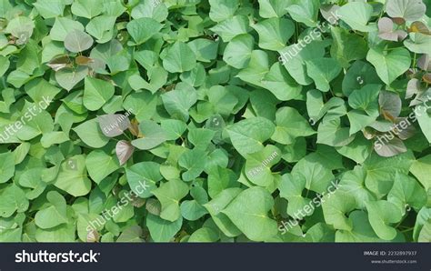 Sweet Potato Ipomoea Batatas Leaves Selective Stock Photo Shutterstock