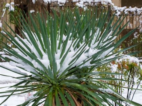 Top 10 Des Meilleures Plantes Grasses Extérieur Qui Ne Gèlent Pas
