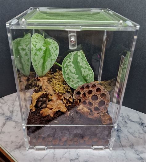 Mantis Den Medium Enclosure Mantis House