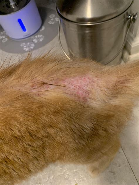 Miliary Dermatitis Rvet