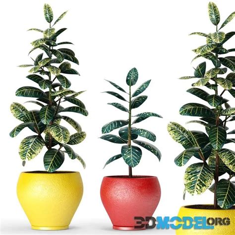 3d Model Collection Of Plants In Pots 6 Ficus Flower Pot Tree