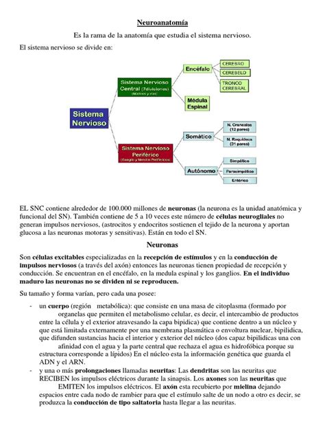 Neuroanatomía Clase 8 Pdf Sinapsis Neurona