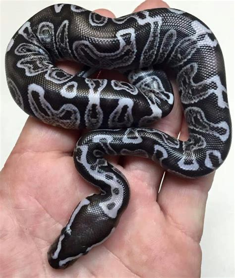 967 Best Images About Ball Pythons On Pinterest Glow Pewter And