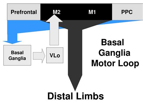Ppt Subcortical Motor Systems Cerebellum And Basal Ganglia Powerpoint