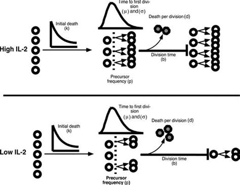 Stochastic Model Of T Cell Proliferation A Calculus Revealing Il 2