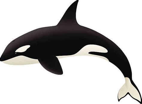 Killer Whale Clip Art