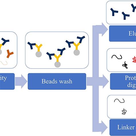 Experimental Workflow And Strategy Immunoaffinity Based Enrichment Of Download Scientific