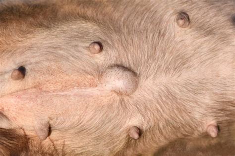 Hernias In Dogs Types Symptoms And Treatments Pet Adventures Zone