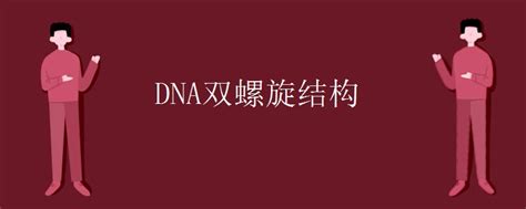 Dna双螺旋结构高三网 Dna双螺旋结构高三网