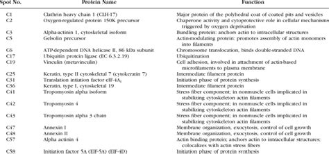 Proteins Upregulated In Dedifferentiated Cultured Human Rpe Cells