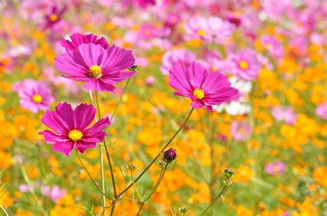 約3ヶ月で花咲く「コスモス」の育て方！植え付け時期や管理は？ おはなノート