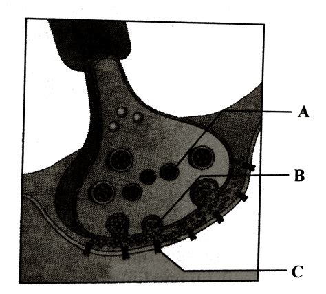 { A B C Ii Vi Vii }