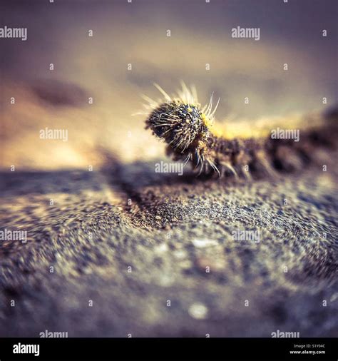 Very Small Insect Hi Res Stock Photography And Images Alamy