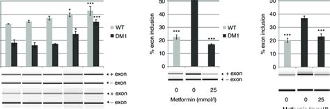 Characterization Of Metformin Treatment On Dm1 Associated Splicing Download Scientific Diagram
