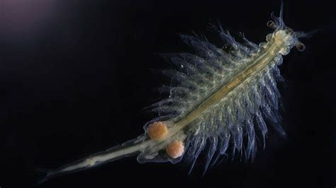 Crustaceans Examples