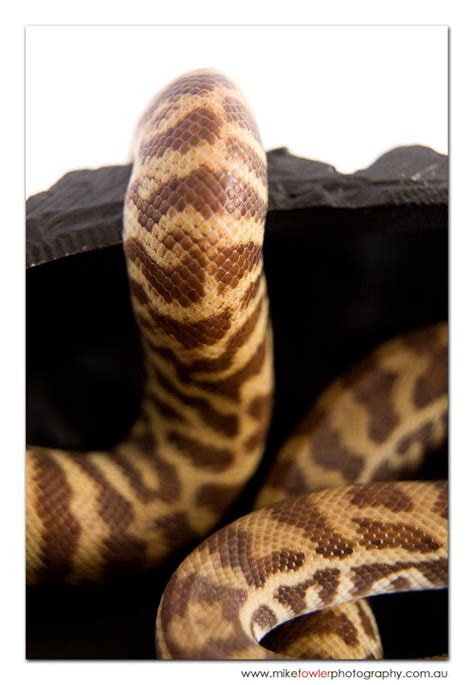 Pilbara Stimson Python 06 By Headache2x On Deviantart