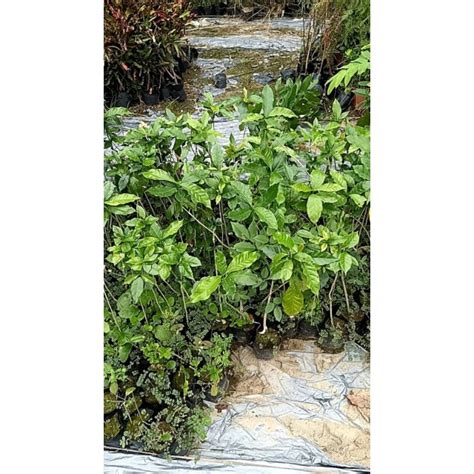 阿拉比咖啡10棵 300高40公分一箱可入30棵 蝦皮購物