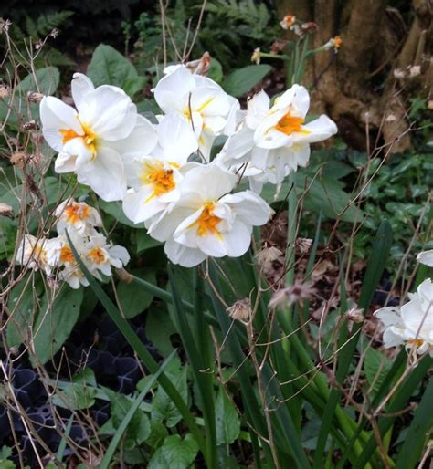 Narcis - Narcissus 'Cheerfulness'