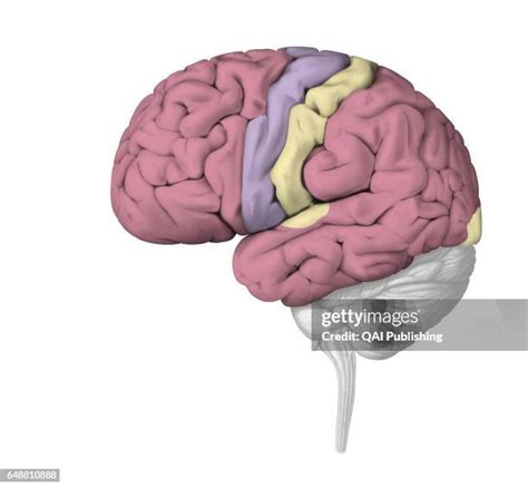 Cortex Anatomy Photos And Premium High Res Pictures Getty Images