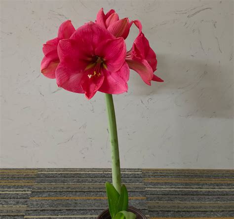朱顶红种球怎么种系列一：花球的处理花卉常识北京圃朗特园艺有限公司 咨询热线4000 263 010