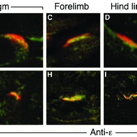 Antibody Staining Of Achr Subunits A B F And G Diaphragm C And Download Scientific