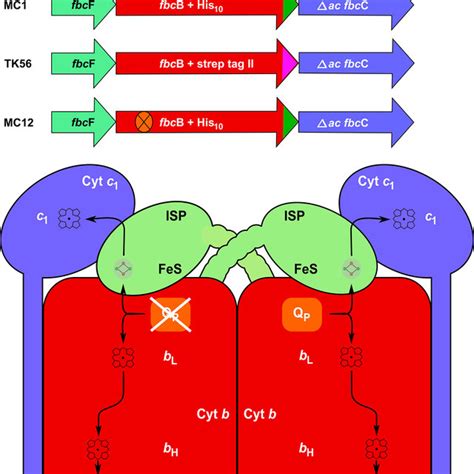 Pre Steady State Reduction Of Cytochrome C 1 In Uninhibited P