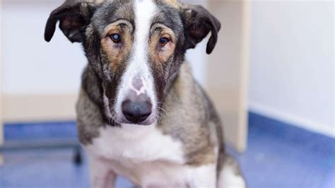 Qué Causa La Anemia Del Perro