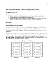 DNA Profiling Lab Handout Docx 1 DNA Fingerprinting Profiling 1 Restriction Digestion Of DNA