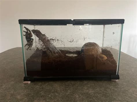 Is This Substrate Amount Good R Tarantulas