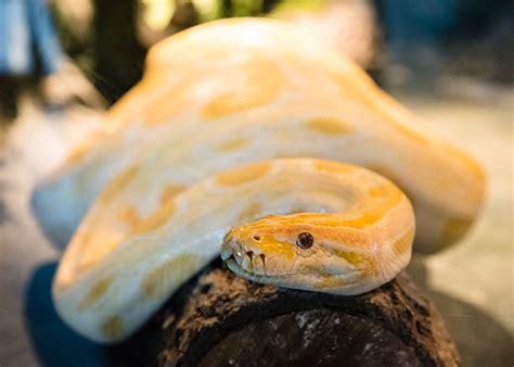 800 Python De Birmanie Photos Taleaux Et Images Libre De Droits Istock