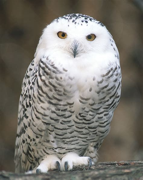 Snowy Owl - Lincoln Park Zoo