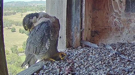FalconCam Project Di Spent Time In The Box Preening Resting Am YouTube