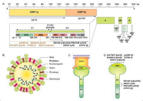 Covid 19 Virology Variants And Vaccines Bmj Medicine